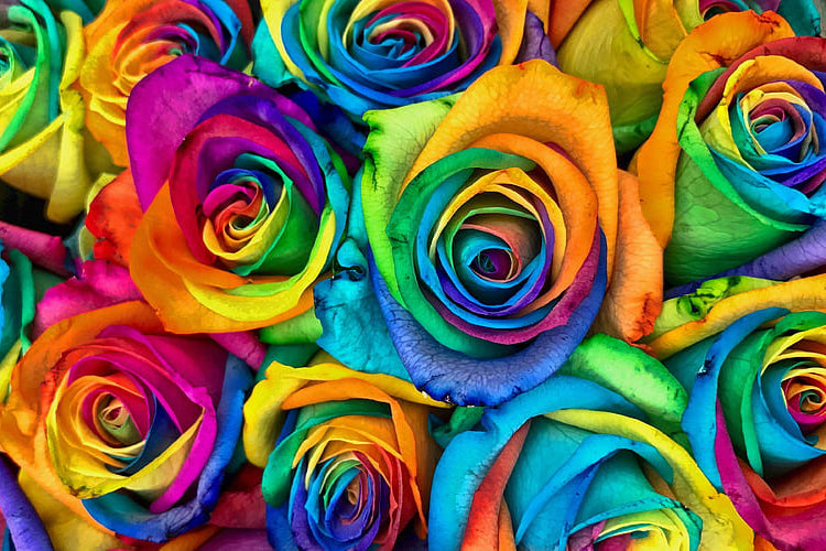 Rainbow Roses - Painting By Diamonds – All Diamond Painting