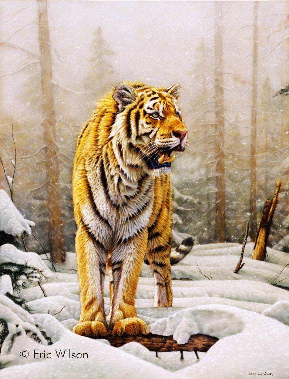 Amur Siberian Tiger - Art by Eric Wilson – All Diamond Painting