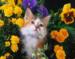 Beautiful Cat & Yellow Flowers – All Diamond Painting