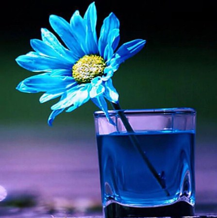 Blue Daisy in Glass – All Diamond Painting