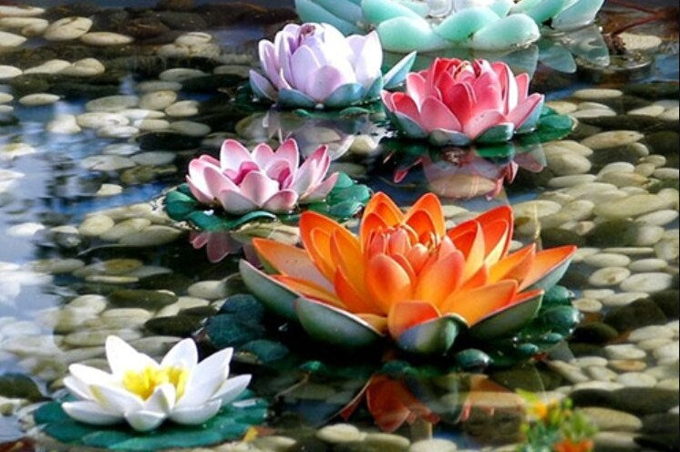 Colorful Lotus Flowers in Water – All Diamond Painting