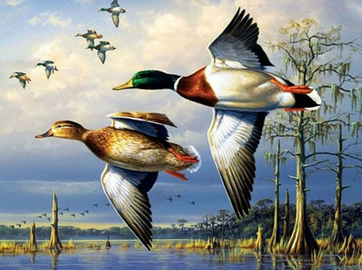 Duck Flying Paintings
