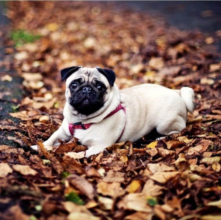 Pug Dog in the Forest – All Diamond Painting