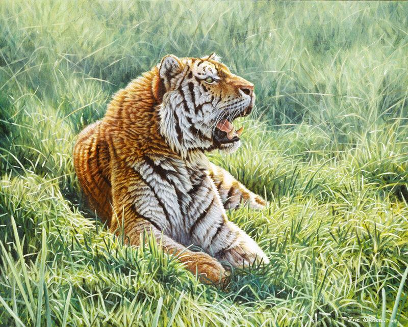 Resting Tiger - Art by Eric Wilson – All Diamond Painting