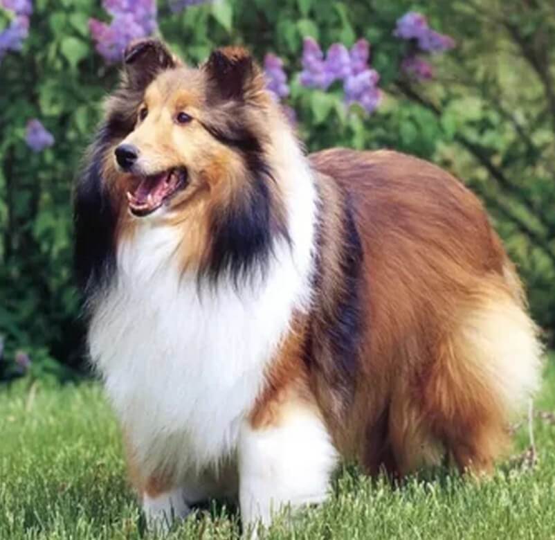 Sheltie Diamond Painting Kit – All Diamond Painting
