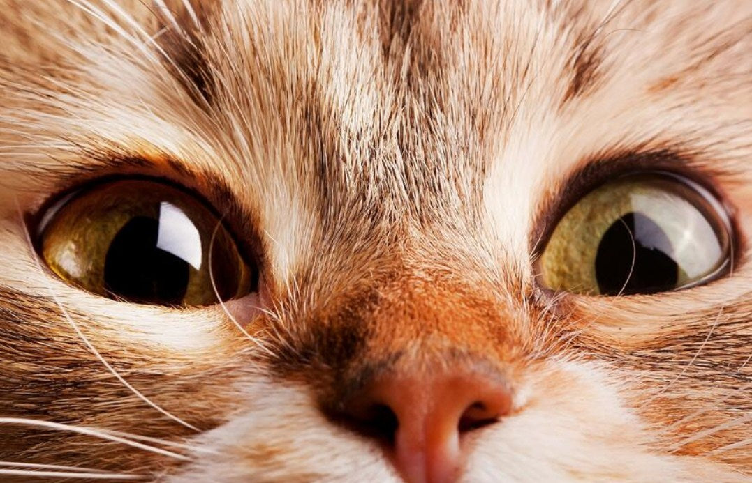 Super Cute Cat with Bubble Eyes – All Diamond Painting