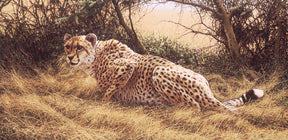 The Scent of Lions - Art by Eric Wilson – All Diamond Painting