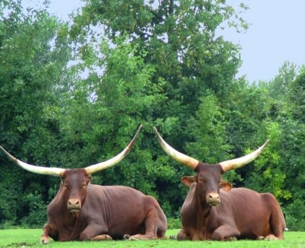 Wild Buffalo Pair – All Diamond Painting